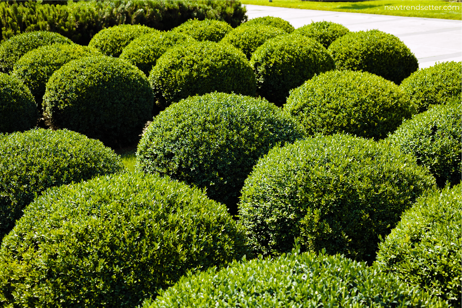 28 Stunning Evergreen Shrubs That Will Boost Your Home's Curb Appeal!